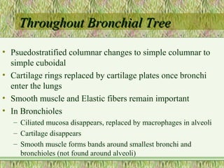 4+-+Thoracic+Cavity+Grays.ppt