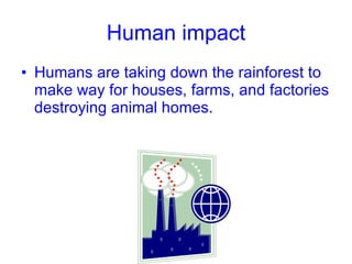 4th Period Temperate Rain Forest | PPT | Geography | Science