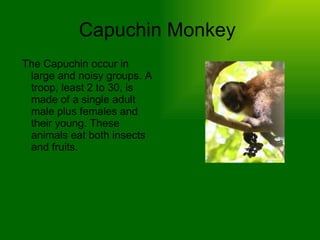 4th Period Tropical Rainforest 2 | PPT