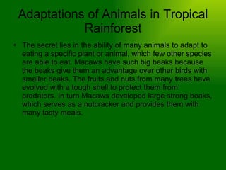 4th Period Tropical Rainforest 2 | PPT