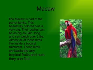 4th Period Tropical Rainforest 2 | PPT