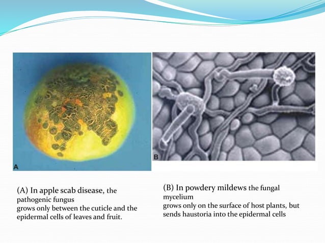 Infection Invasion Growth And Reproduction Of Pathogen Pptx
