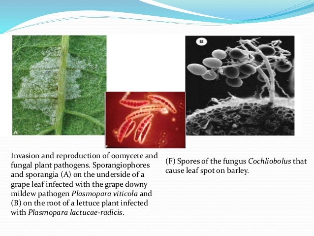 Infection Invasion Growth And Reproduction Of Pathogen