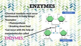 Grade 11 Senior High School on Lesson about Enzyme | PPTX