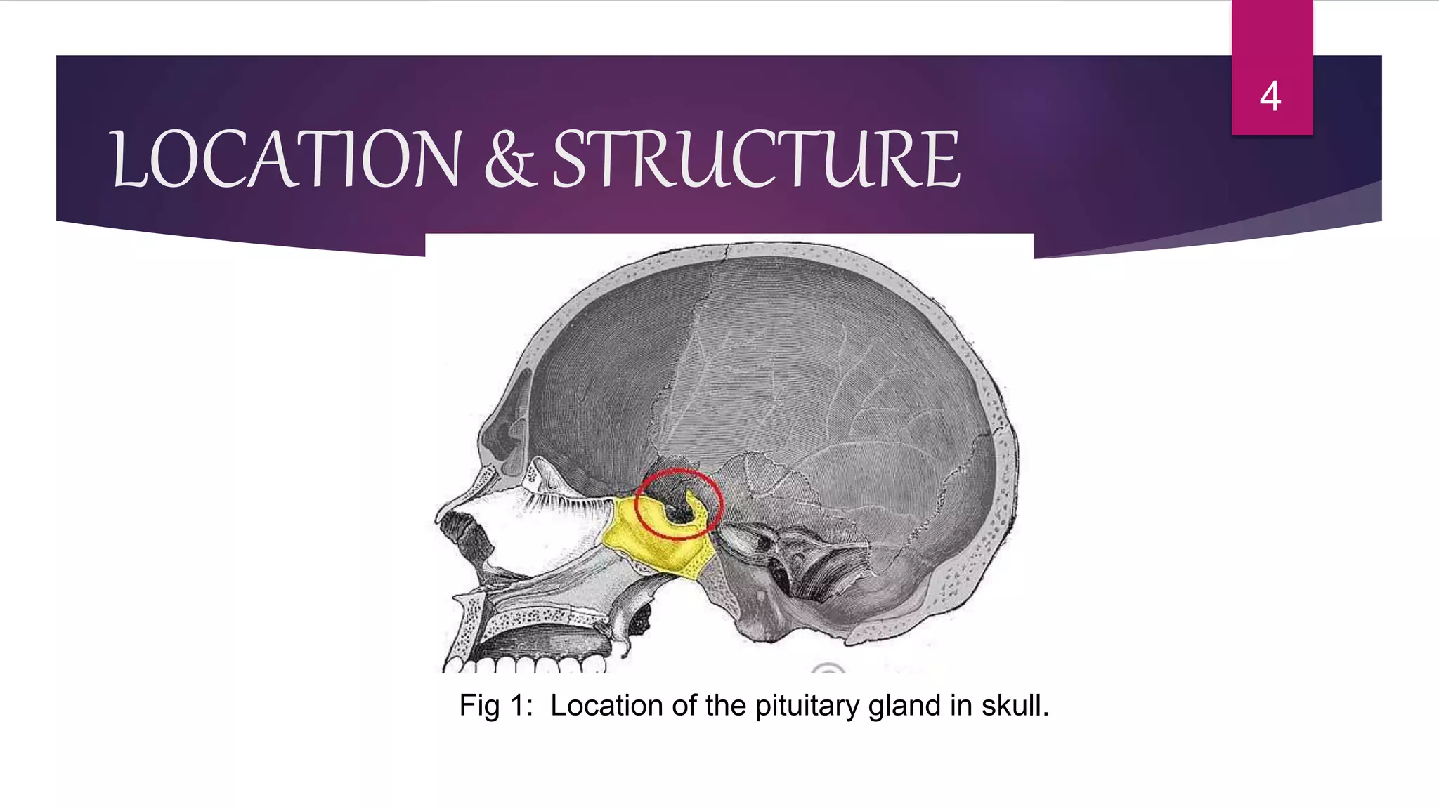 Pituitary Gland | PPT