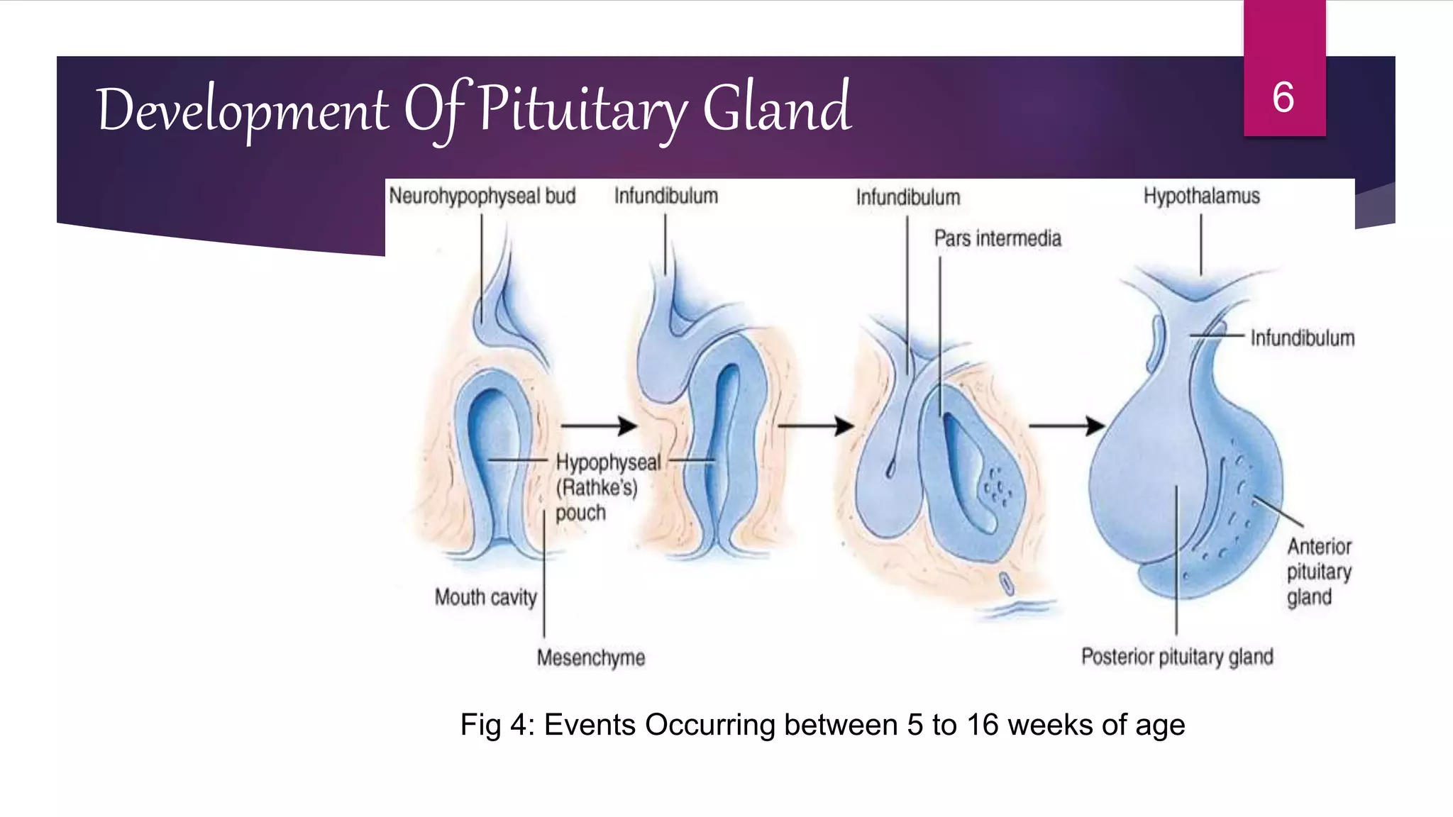 Pituitary Gland | PPT