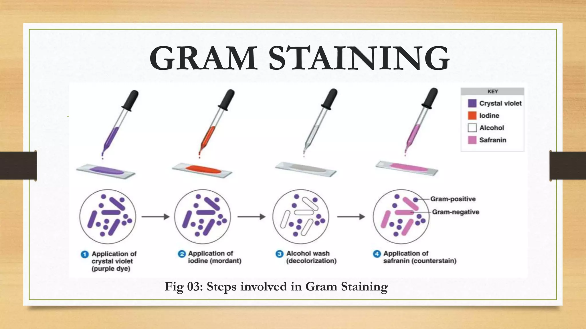 Gram staining & structural Staining | PPTX | Chemistry | Science
