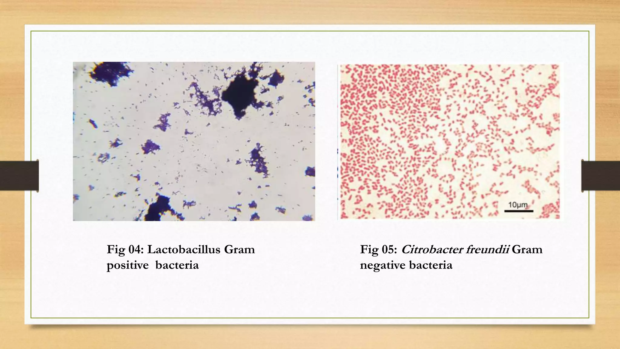 Gram staining & structural Staining | PPTX | Chemistry | Science