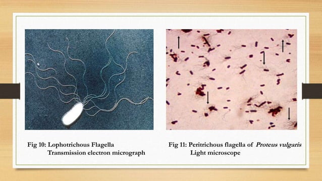 Gram staining & structural Staining | PPTX | Chemistry | Science