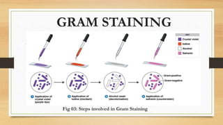 Gram staining & structural Staining | PPTX | Chemistry | Science