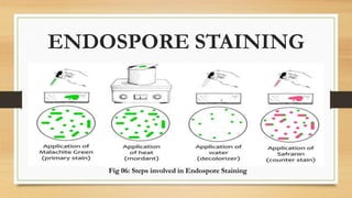 Gram staining & structural Staining | PPTX | Chemistry | Science