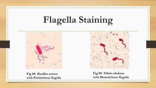 Gram staining & structural Staining | PPTX | Chemistry | Science