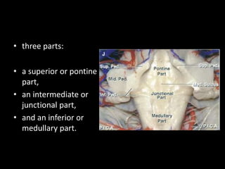 the fourth ventricle, | PPTX