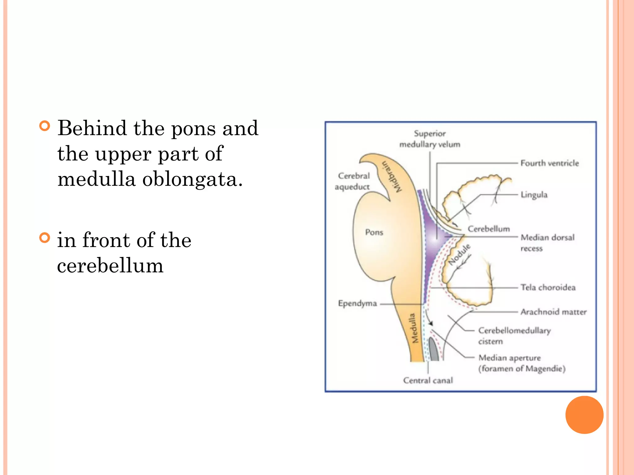 4th ventricle | PPT