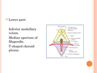4th ventricle | PPT