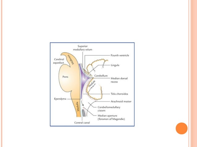 4th ventricle | PPT