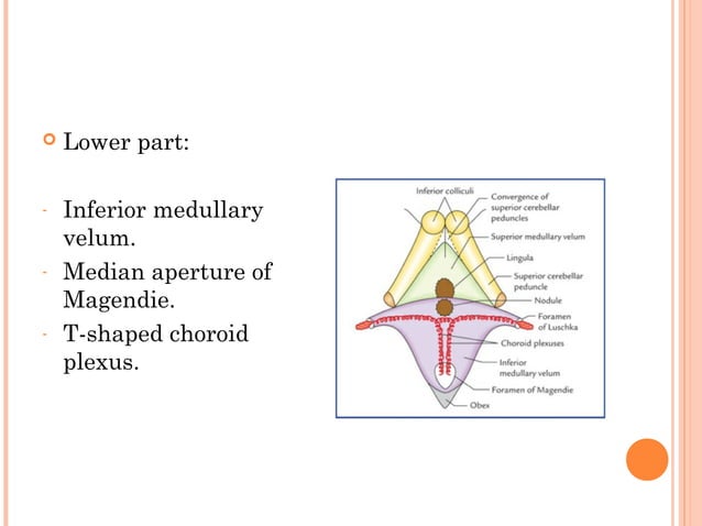 4thventricle.pdf | Brain and Nervous System Disorders | Diseases and Conditions