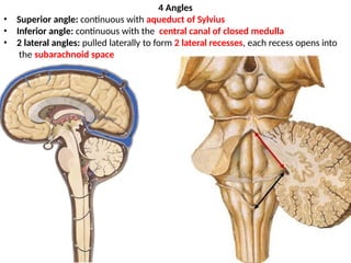 4th ventricle power point lecture 2024.. | PPTX