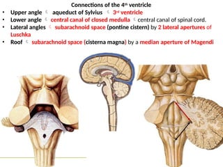 4th ventricle power point lecture 2024.. | PPTX