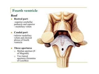 4th ventricle power point lecture 2024.. | PPTX