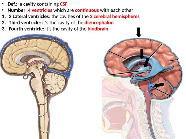 4th ventricle power point lecture 2024.. | PPT