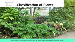 4TH WEEK - TYPES OF PLANTS - grade 4.pptx