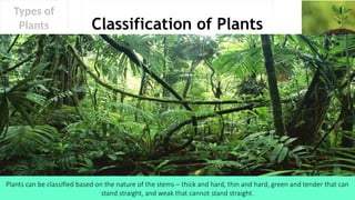 4TH WEEK - TYPES OF PLANTS - grade 4.pptx
