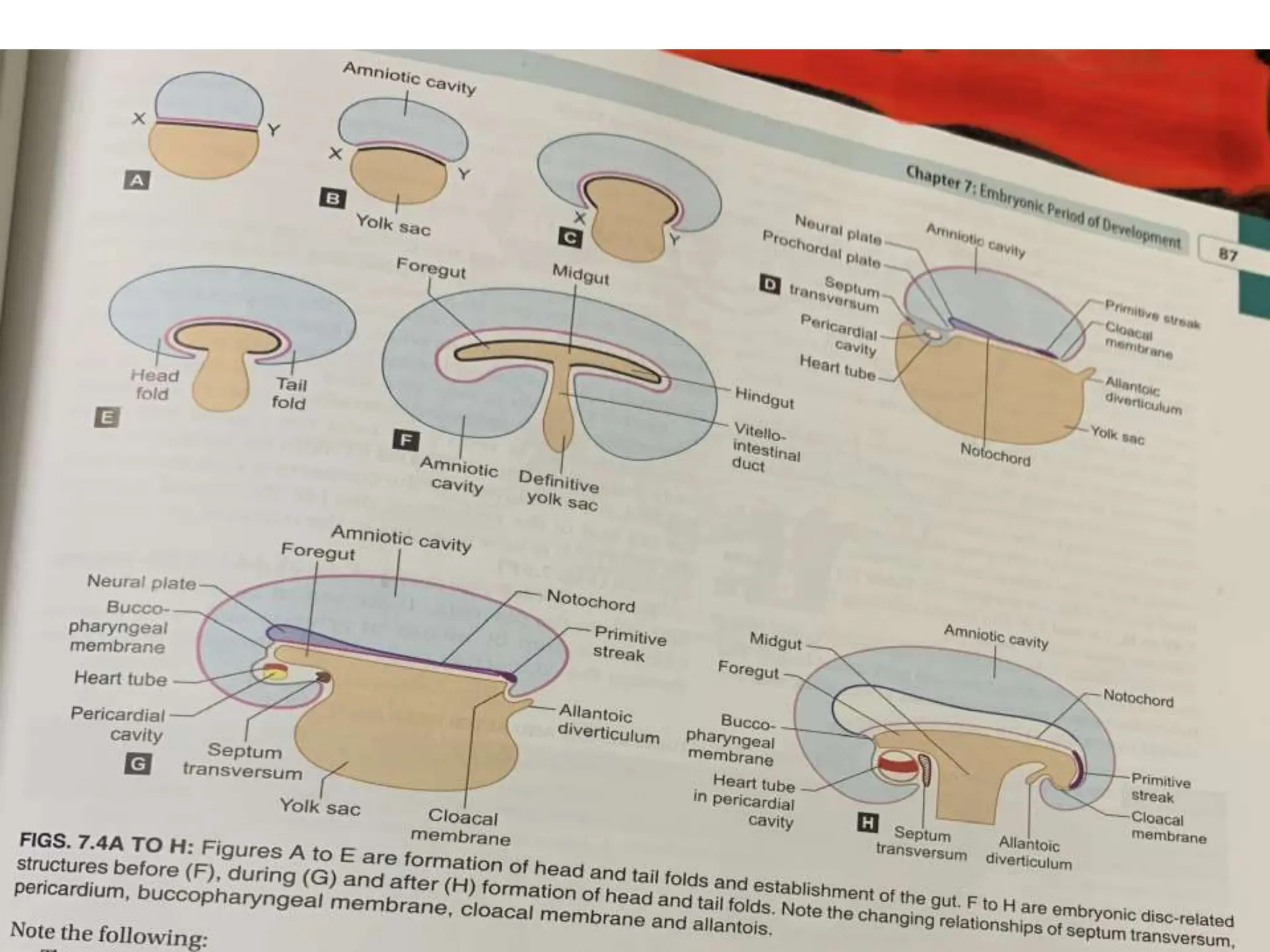 4TH WEEK OF EMBRYO DEVELOPMENT.pptx embryo | PPTX