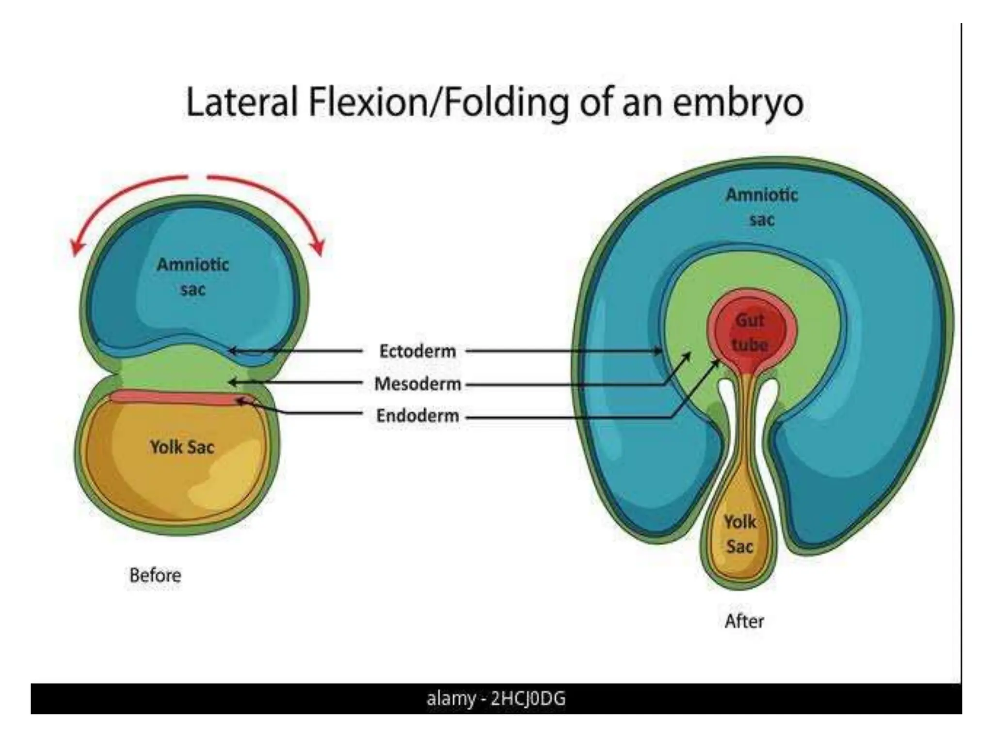 4TH WEEK OF EMBRYO DEVELOPMENT.pptx embryo | PPTX