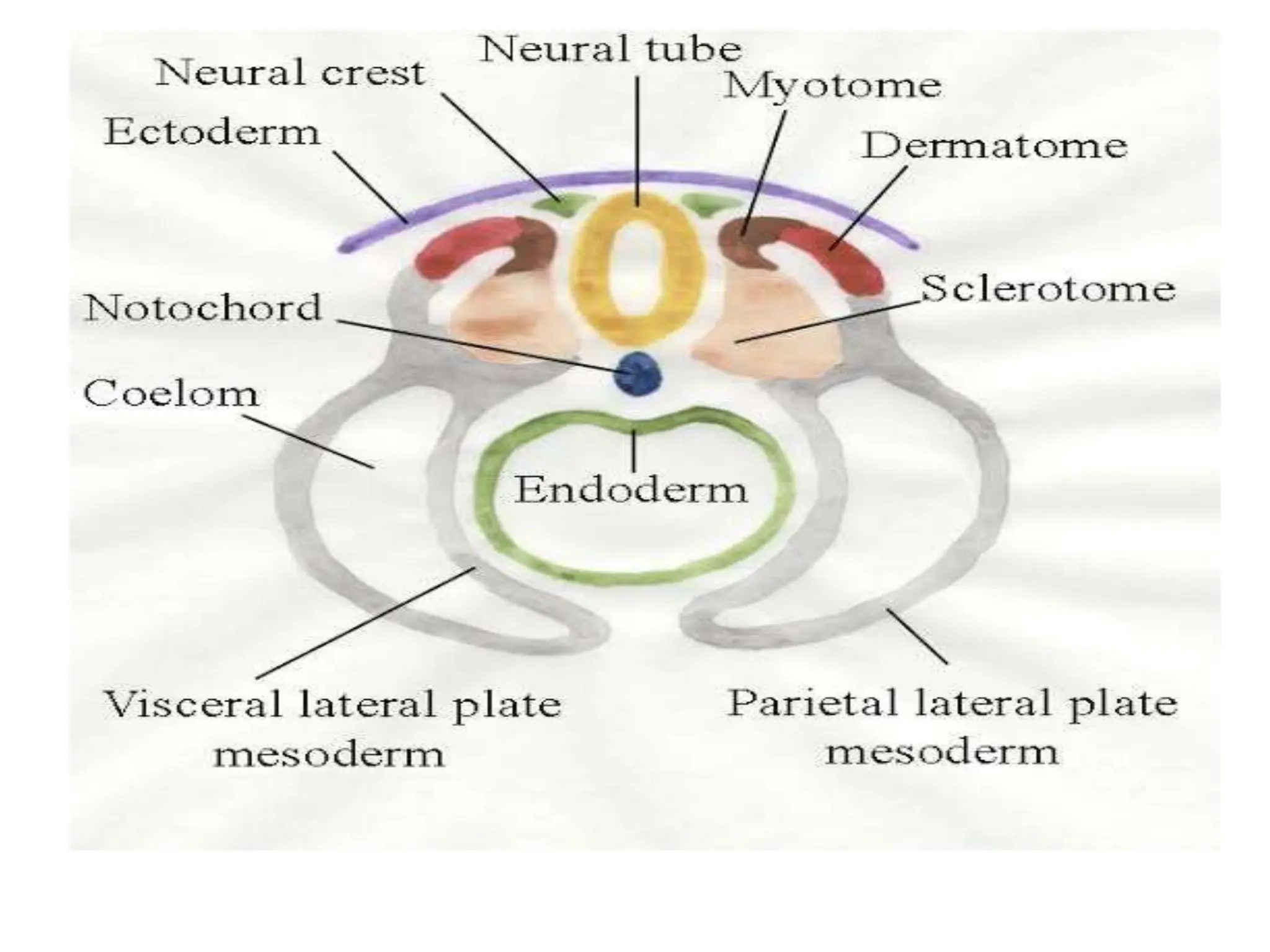 4TH WEEK OF EMBRYO DEVELOPMENT.pptx embryo | PPTX