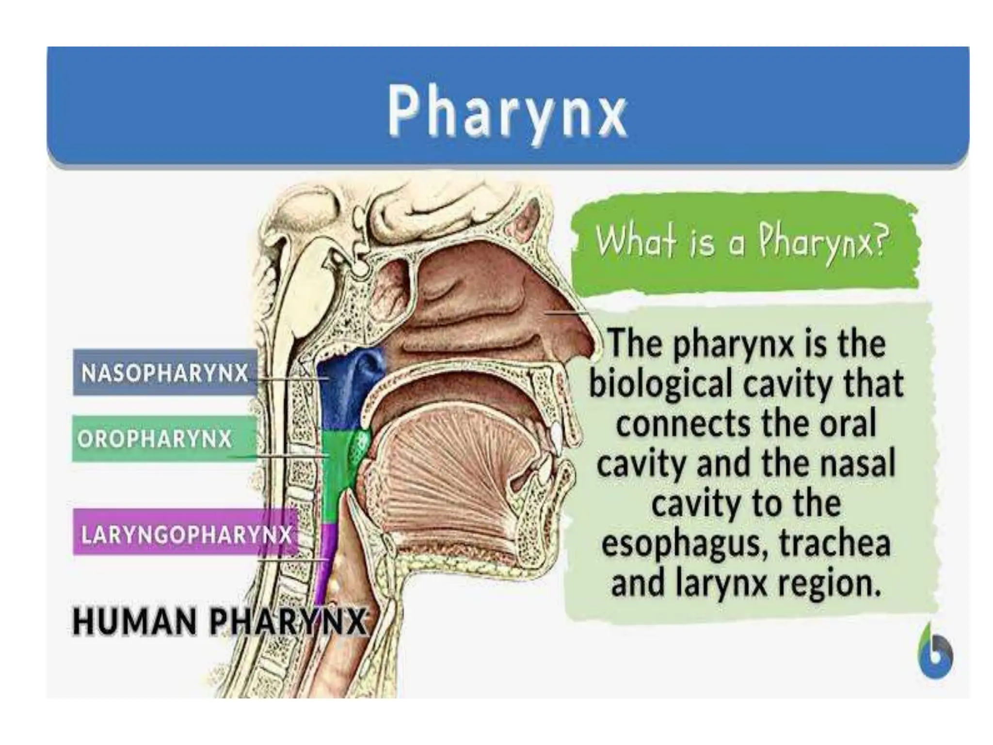 4TH WEEK OF EMBRYO DEVELOPMENT.pptx embryo | PPTX