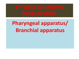 4TH WEEK OF EMBRYO DEVELOPMENT.pptx embryo | PPTX