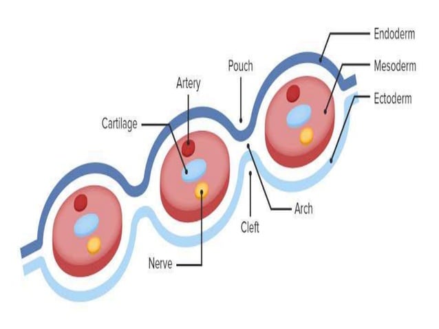 4TH WEEK OF EMBRYO DEVELOPMENT.pptx embryo | PPTX