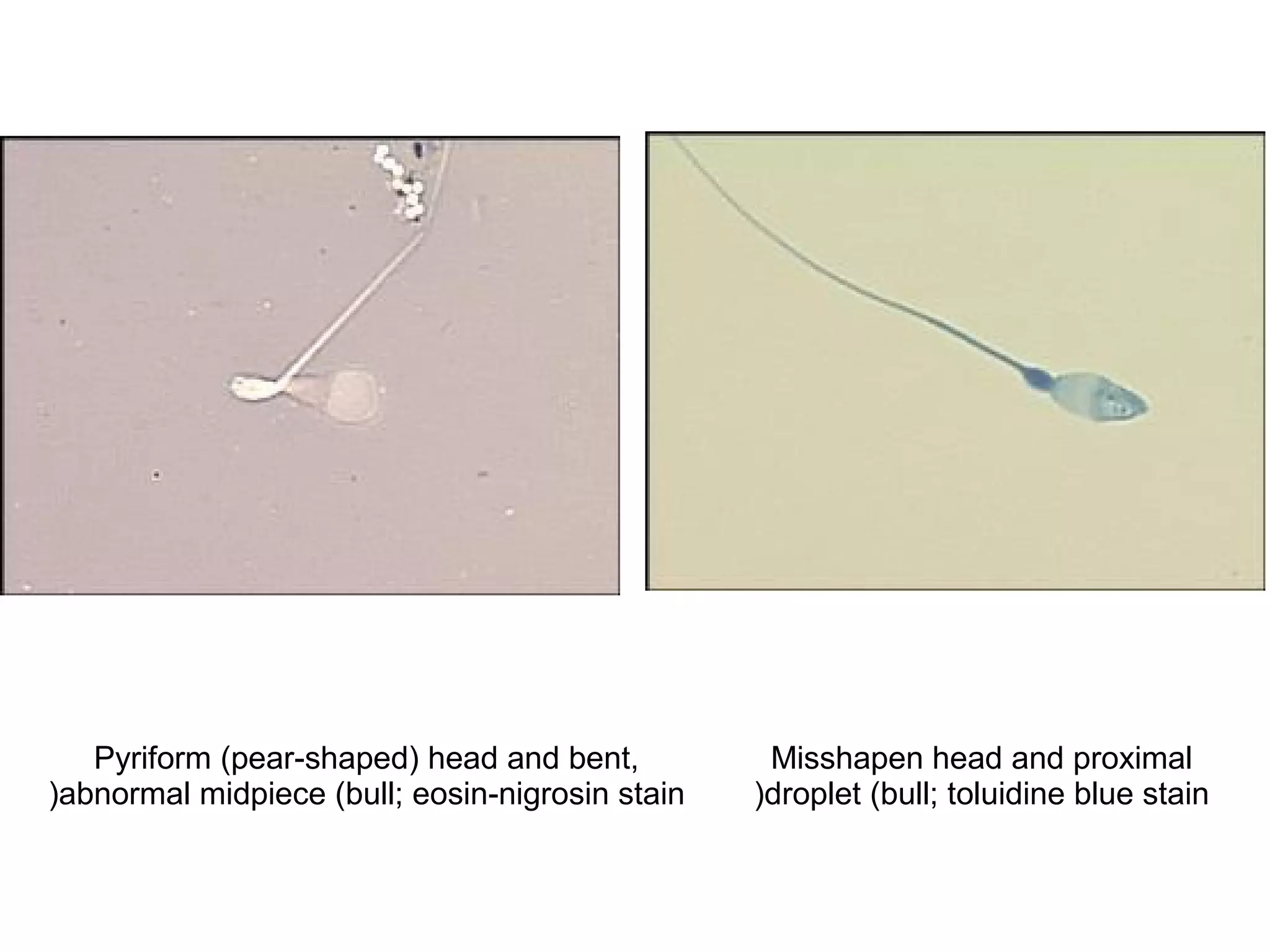 4th year practical revision | PPT
