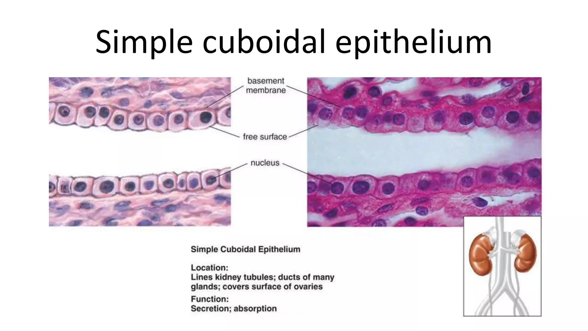 4 tissue types and epithelium | PPTX
