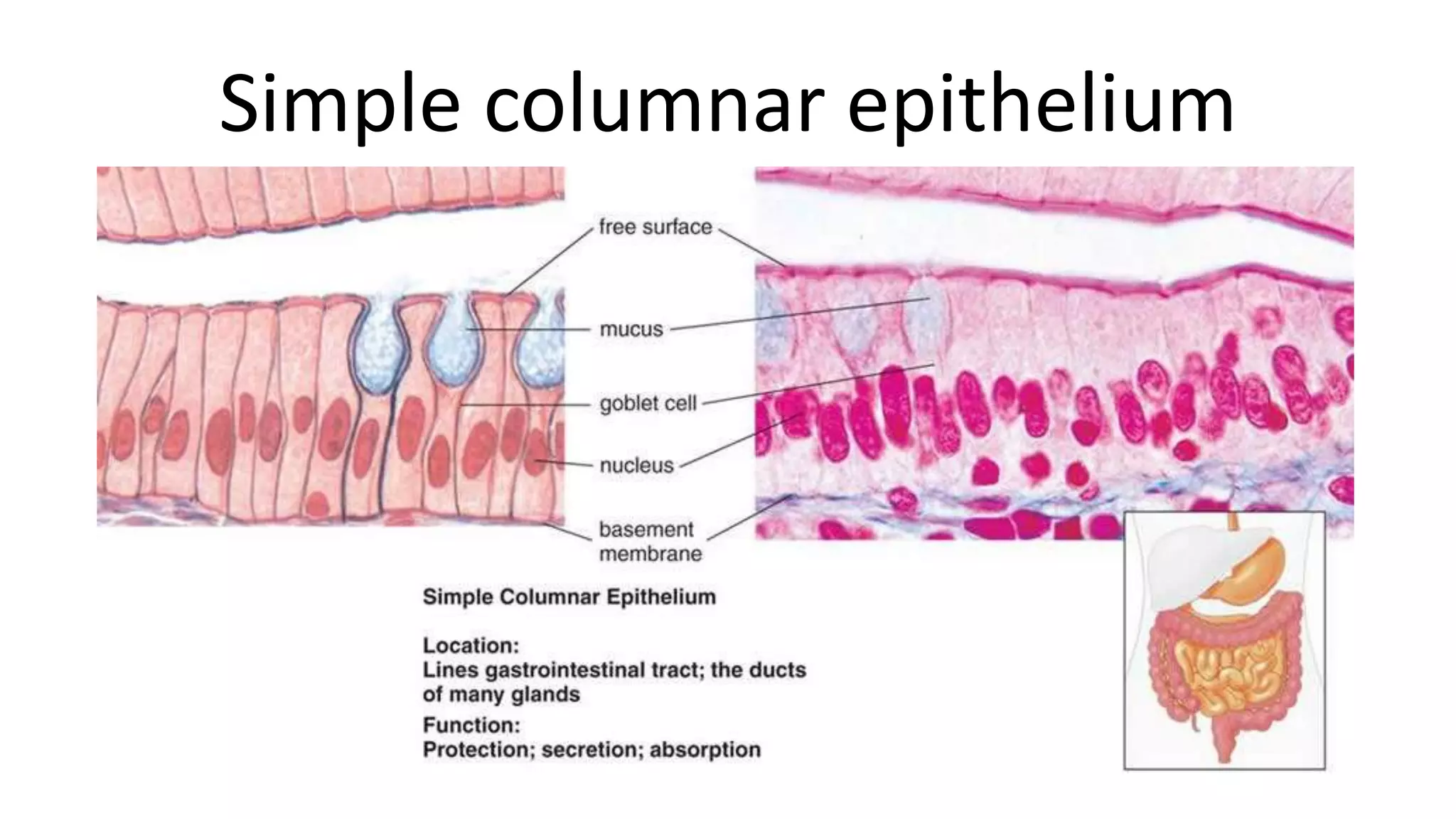 4 tissue types and epithelium | PPTX