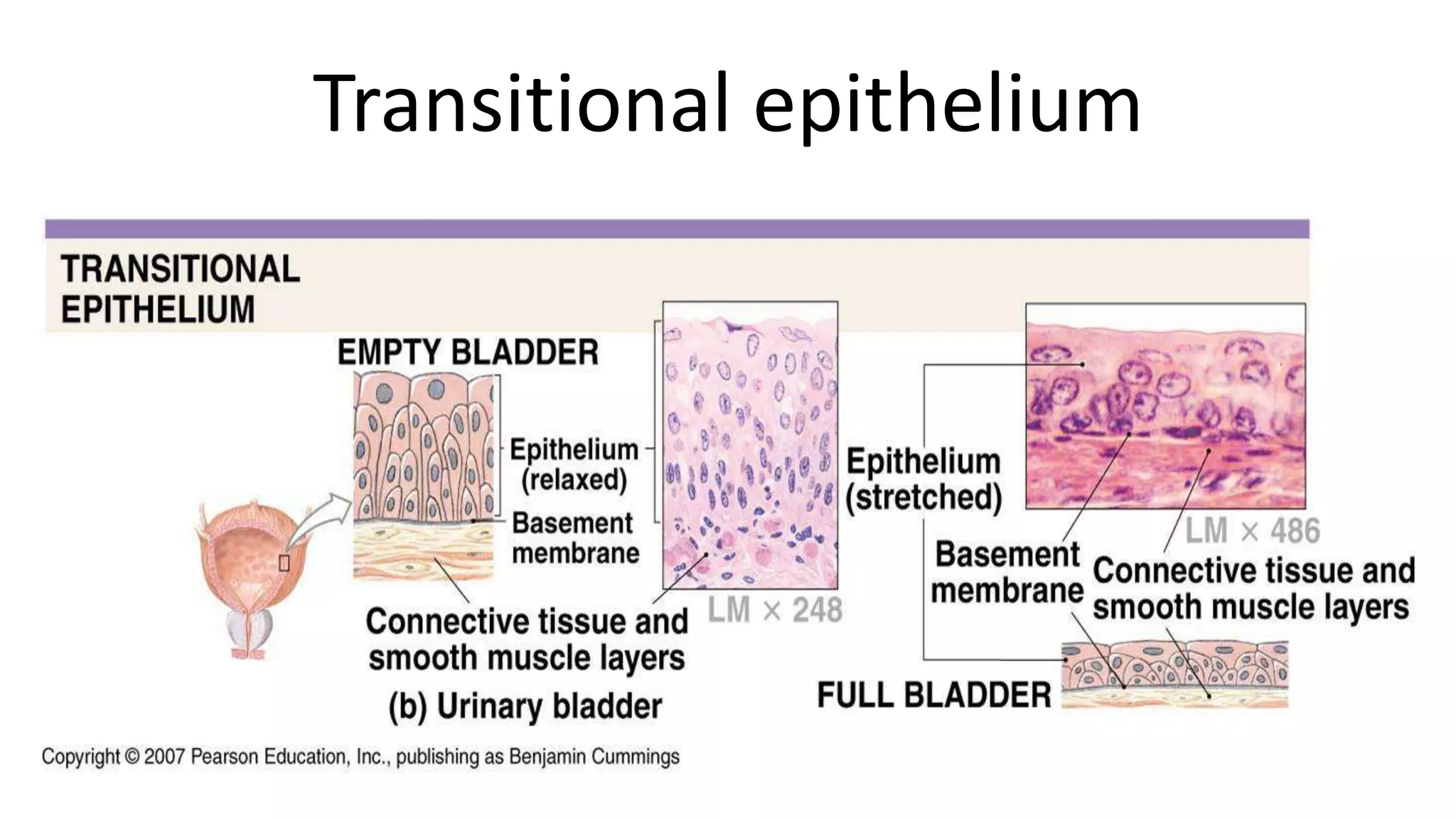 4 tissue types and epithelium | PPTX