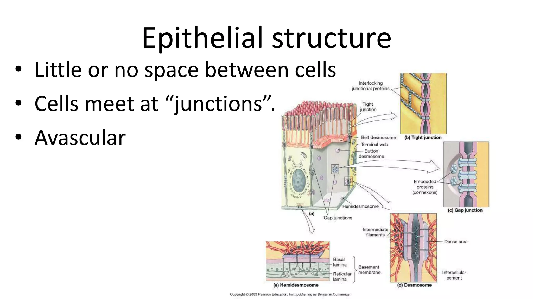 4 tissue types and epithelium | PPTX
