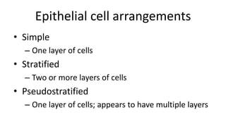 4 tissue types and epithelium | PPTX