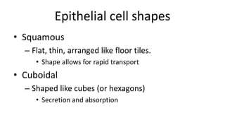 4 tissue types and epithelium | PPTX