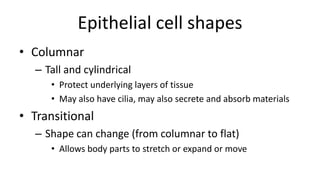 4 tissue types and epithelium | PPTX