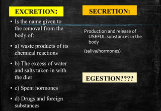 4to respiratory system for students | PPT