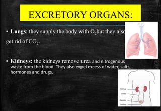 4to respiratory system for students | PPT