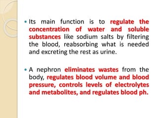 4to 4 excretion | PPTX