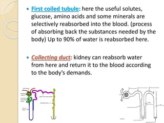 4to 4 excretion | PPTX