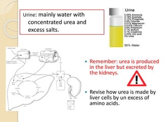 4to 4 excretion | PPTX
