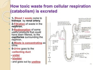 4to 4 excretion | PPTX