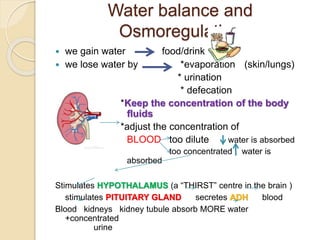 4to 4 excretion | PPTX