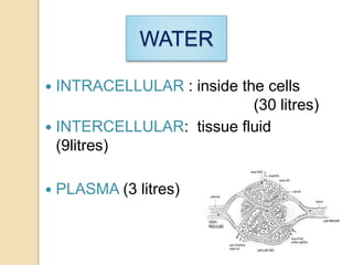 4to 4 excretion | PPTX
