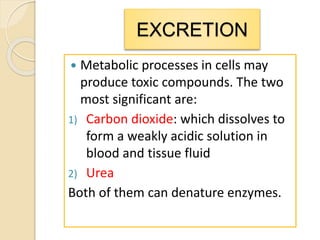 4to 4 excretion | PPTX